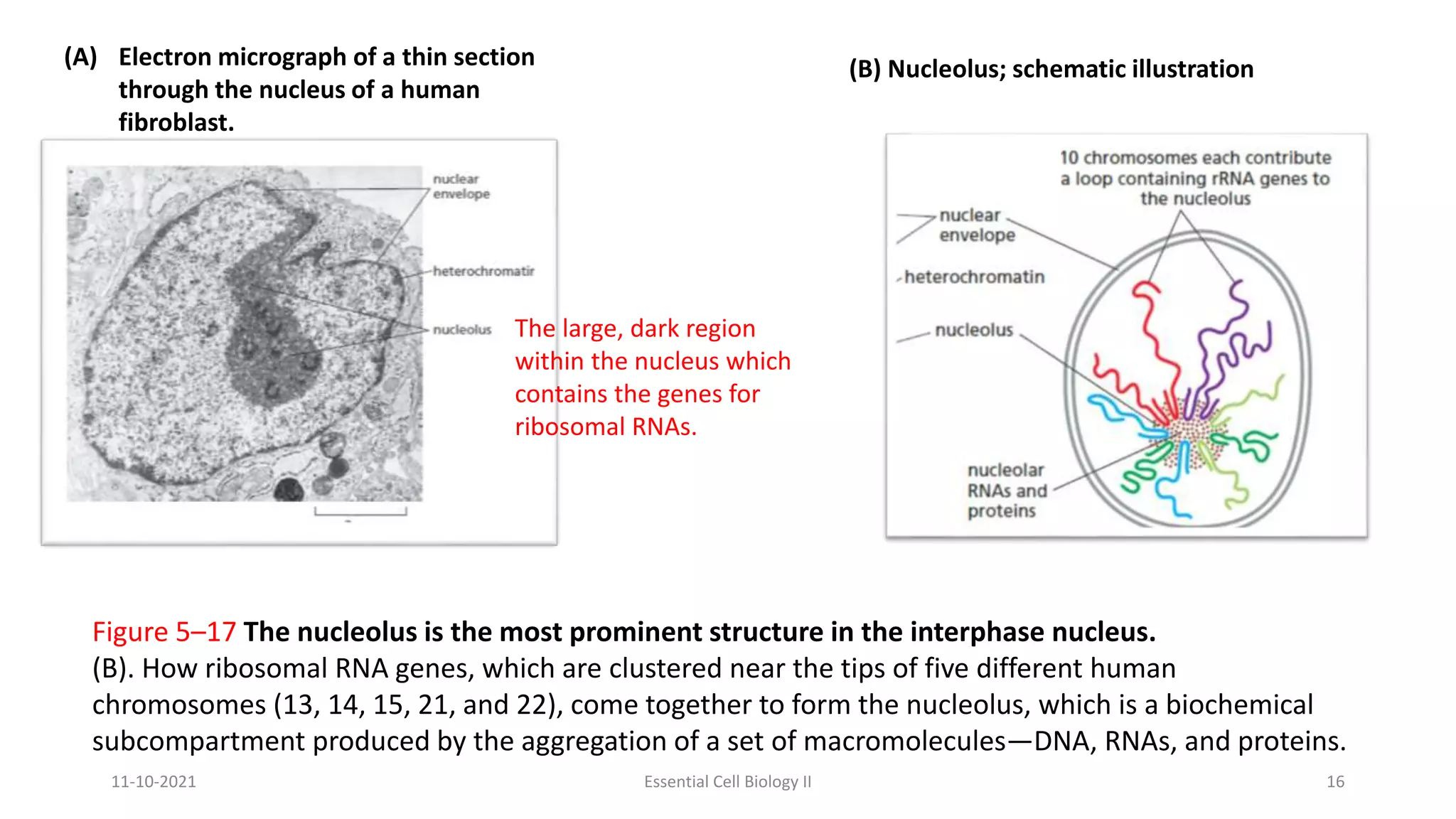 Lecture 1 DNA and Chromosomes.pptx