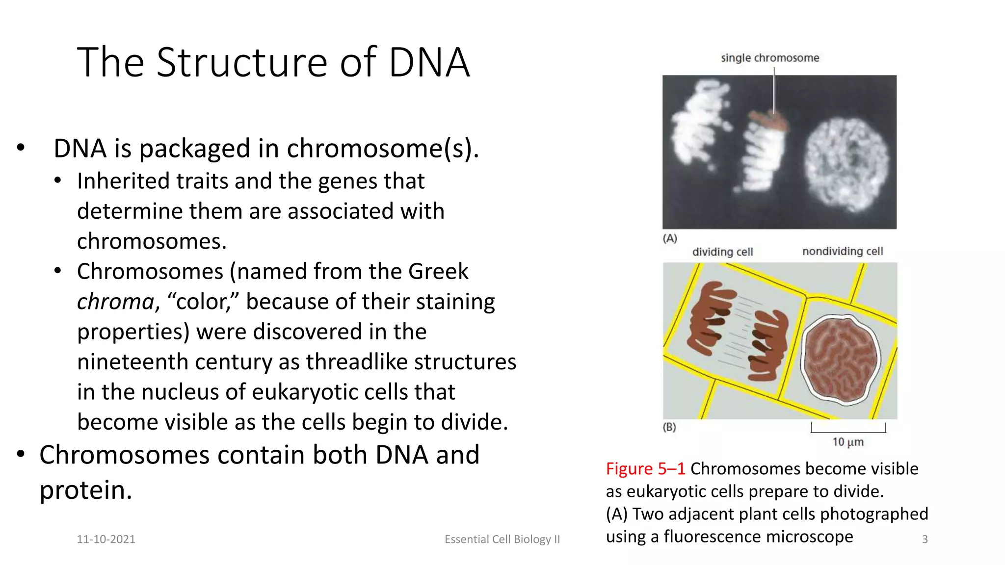 Lecture 1 DNA and Chromosomes.pptx