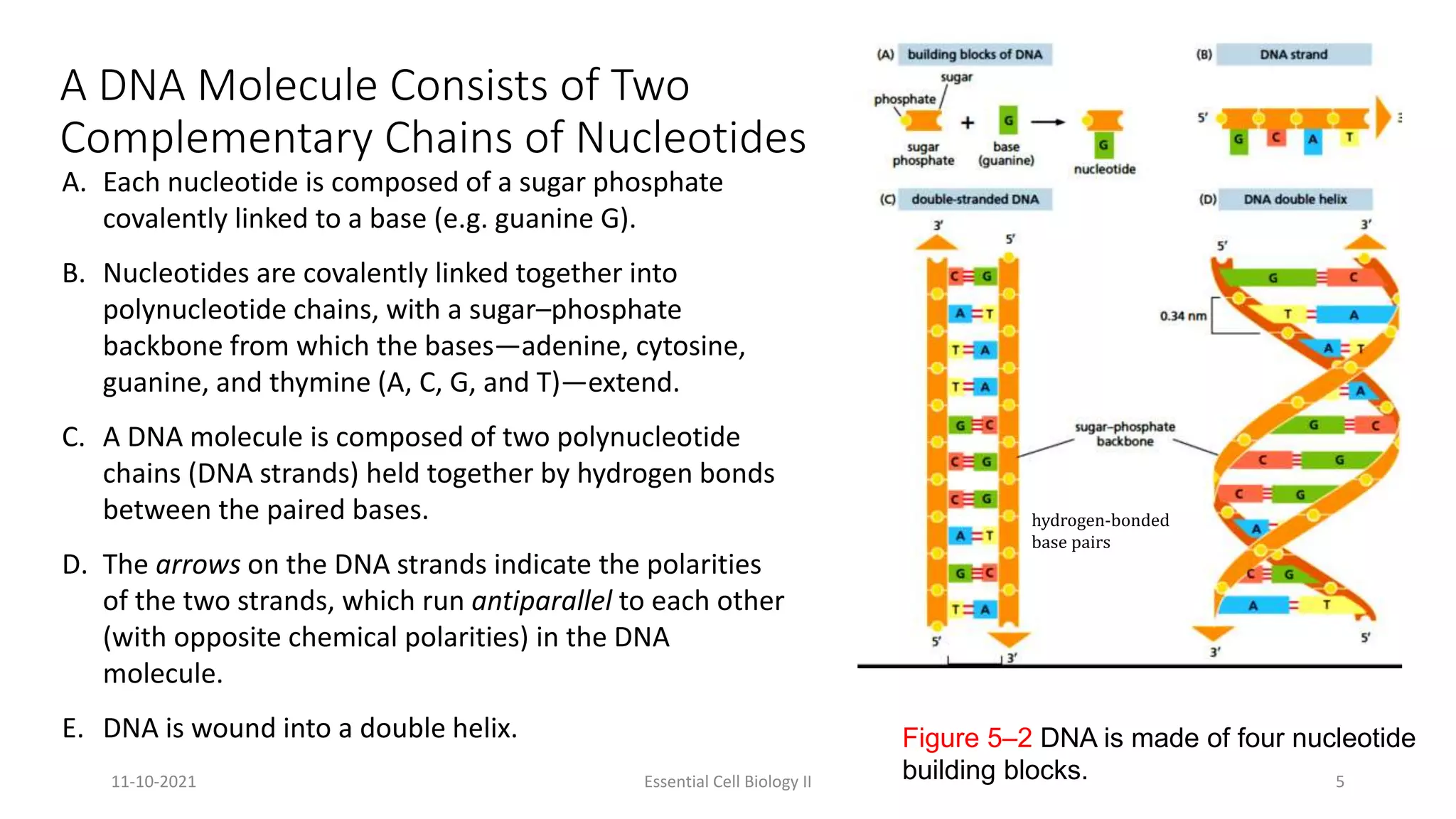 Lecture 1 DNA and Chromosomes.pptx