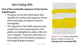 Lecture 1 DNA and Chromosomes.pptx