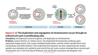 Lecture 1 DNA and Chromosomes.pptx