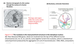 Lecture 1 DNA and Chromosomes.pptx