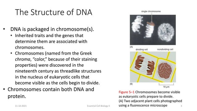 Lecture 1 DNA and Chromosomes.pptx