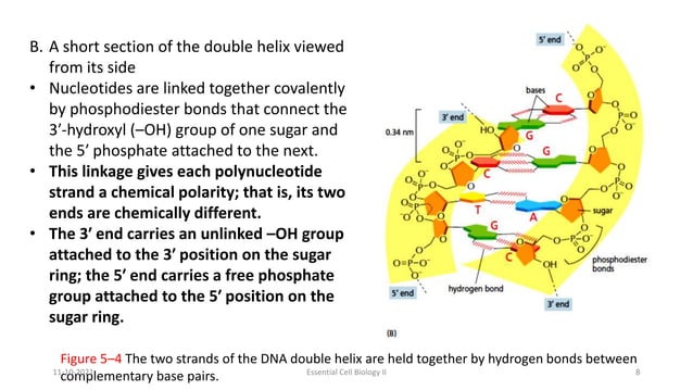Lecture 1 DNA and Chromosomes.pptx