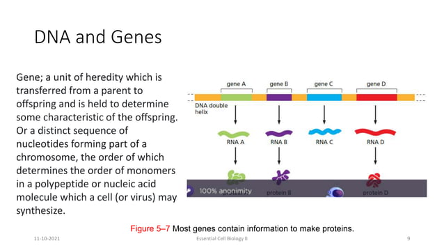 Lecture 1 DNA and Chromosomes.pptx