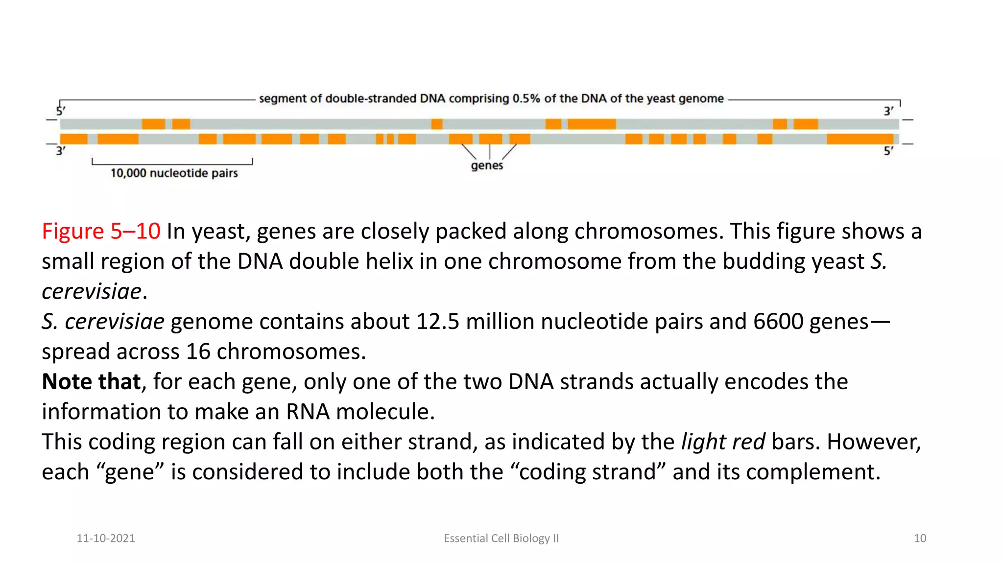 Lecture 1 DNA and Chromosomes.pptx
