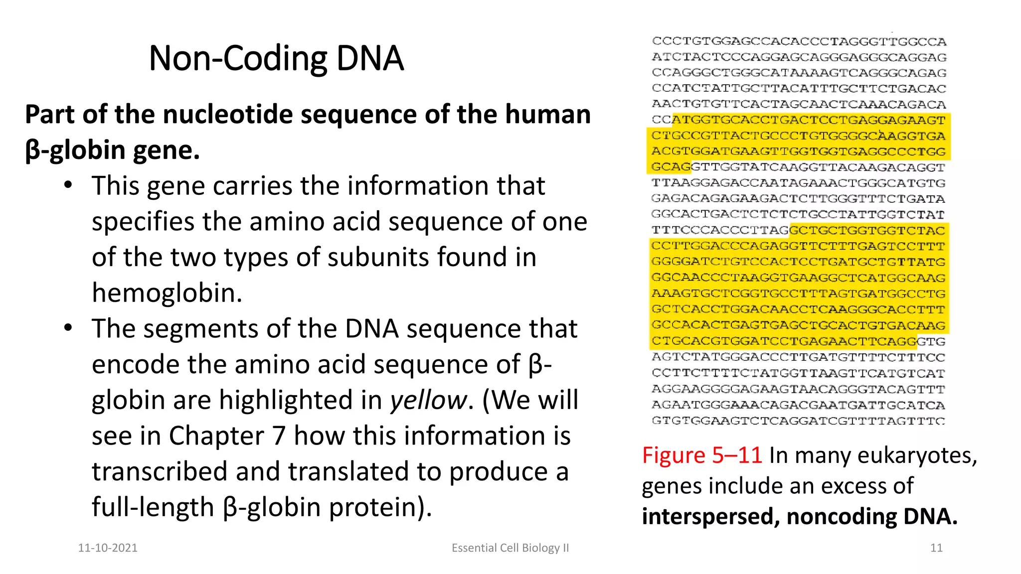 Lecture 1 DNA and Chromosomes.pptx