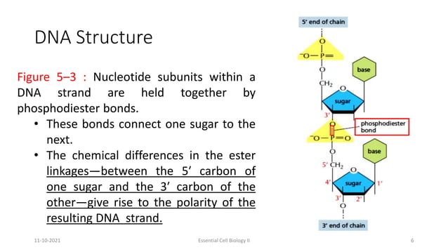 Lecture 1 DNA and Chromosomes.pptx