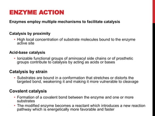 Enzymes Lecture For First Year Medicine student | PPT
