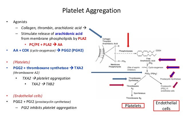 Platelet Activation Thrombin - baldcirclegen