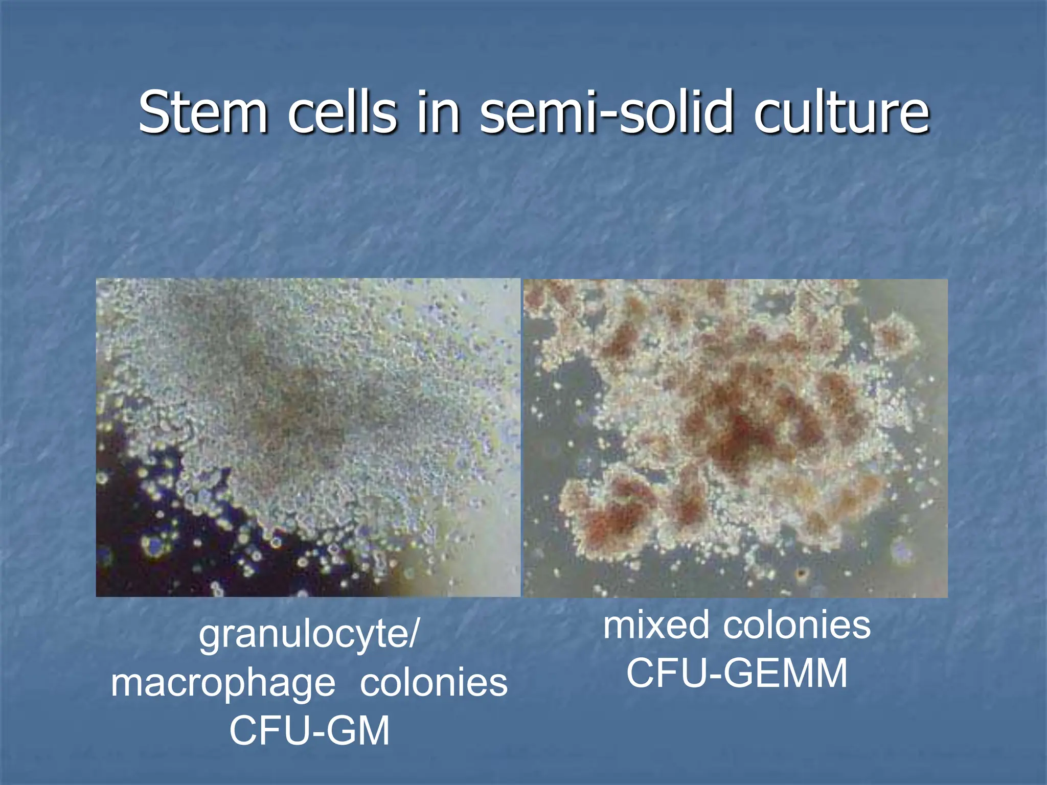 Lecture 1 Haemopoiesis synthesis of the blood cells.ppt