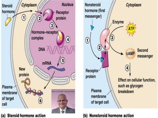 Lecture 1 hormones basics | PDF