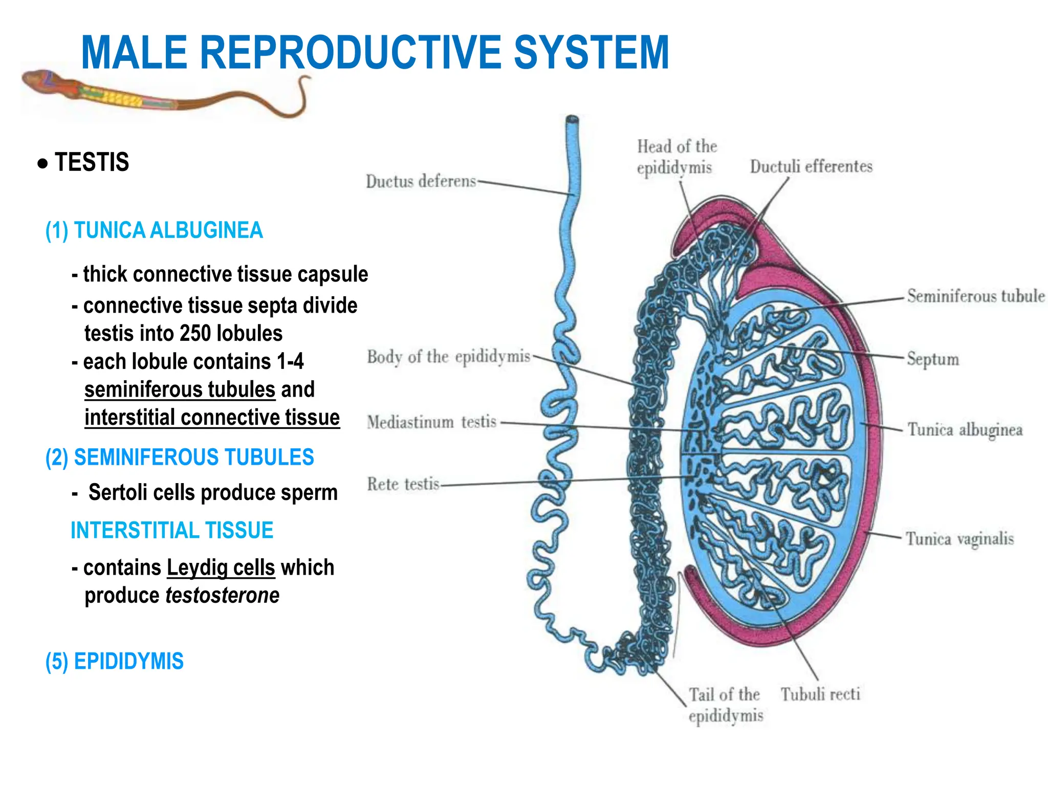 LECTURE 1 Human Reproductive System.pptx
