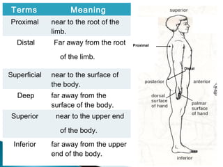 Lecture 1 introduction to anatomy nursing level 1 | PPT
