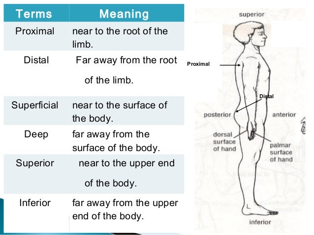 Proximal Anatomy Definition Proximal Anatomy Definition