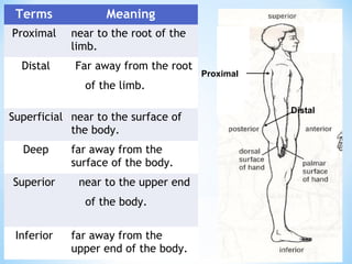 Lecture 1 introduction to anatomy MLS level 3 | PPT