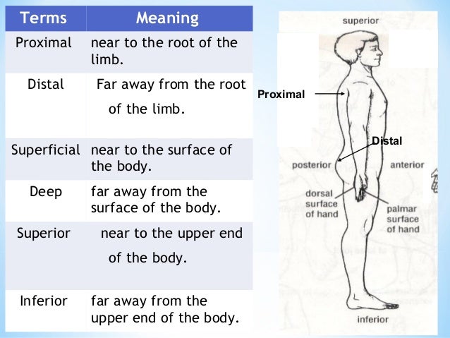 Lecture 1 introduction to anatomy MLS level 3