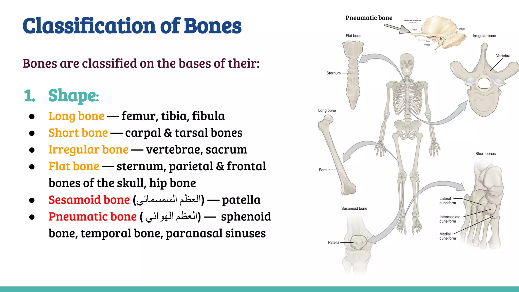 Lecture (1) INTRODUCTION TO ANATOMY SKELETAL SYSTEM_ BONE .pdf