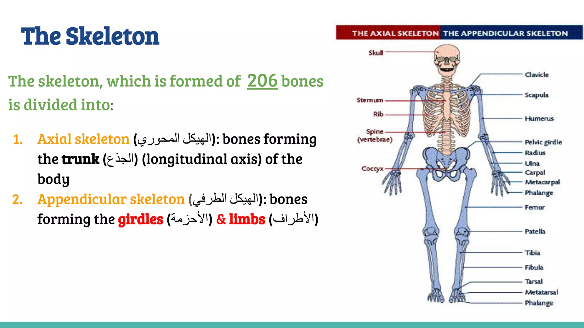 Lecture (1) INTRODUCTION TO ANATOMY SKELETAL SYSTEM_ BONE .pdf