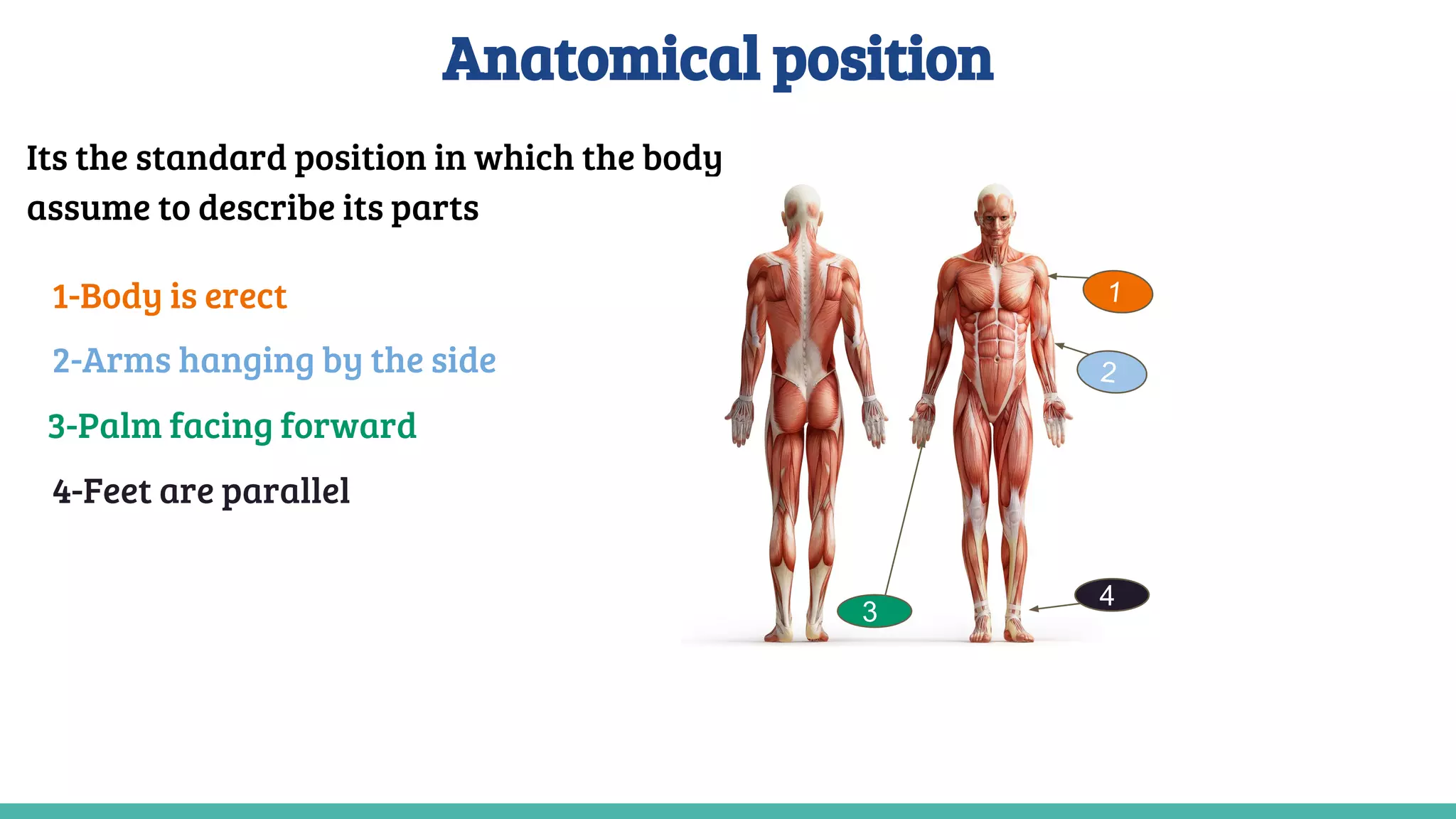 Lecture (1) INTRODUCTION TO ANATOMY SKELETAL SYSTEM_ BONE .pdf