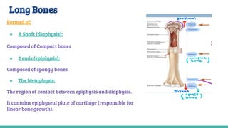 Lecture (1) INTRODUCTION TO ANATOMY SKELETAL SYSTEM_ BONE .pdf