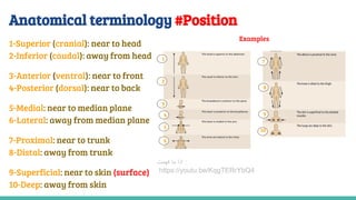 Lecture (1) INTRODUCTION TO ANATOMY SKELETAL SYSTEM_ BONE .pdf