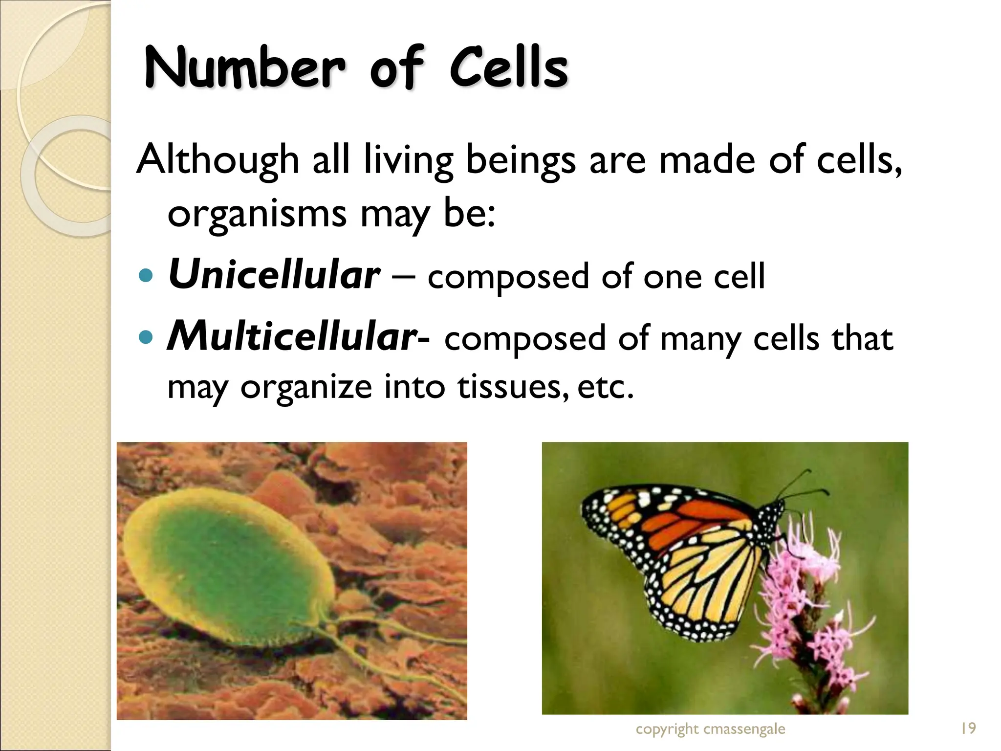 Lecture 1 Introduction to Cell Structure and Composition.pdf