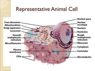 Lecture 1 Introduction to Cell Structure and Composition.pdf