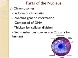 Lecture 1 Introduction to Cell Structure and Composition.pdf