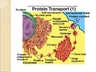 Lecture 1 Introduction to Cell Structure and Composition.pdf