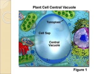 Lecture 1 Introduction to Cell Structure and Composition.pdf