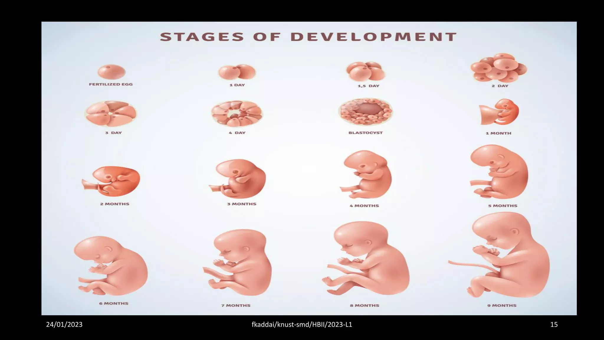 LECTURE 1 Introduction to embryology 2023 HB2 lecture 1 .pdf