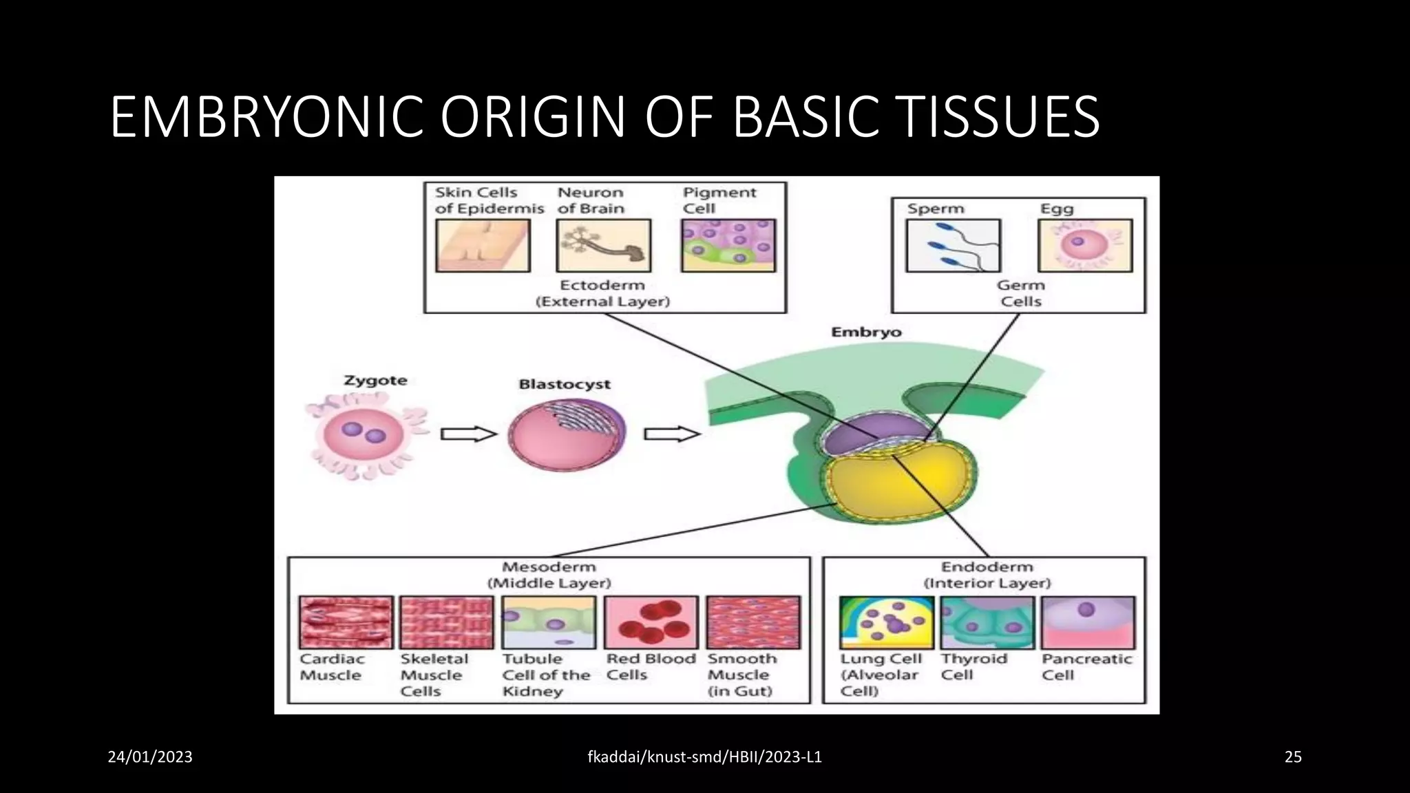 LECTURE 1 Introduction to embryology 2023 HB2 lecture 1 .pdf