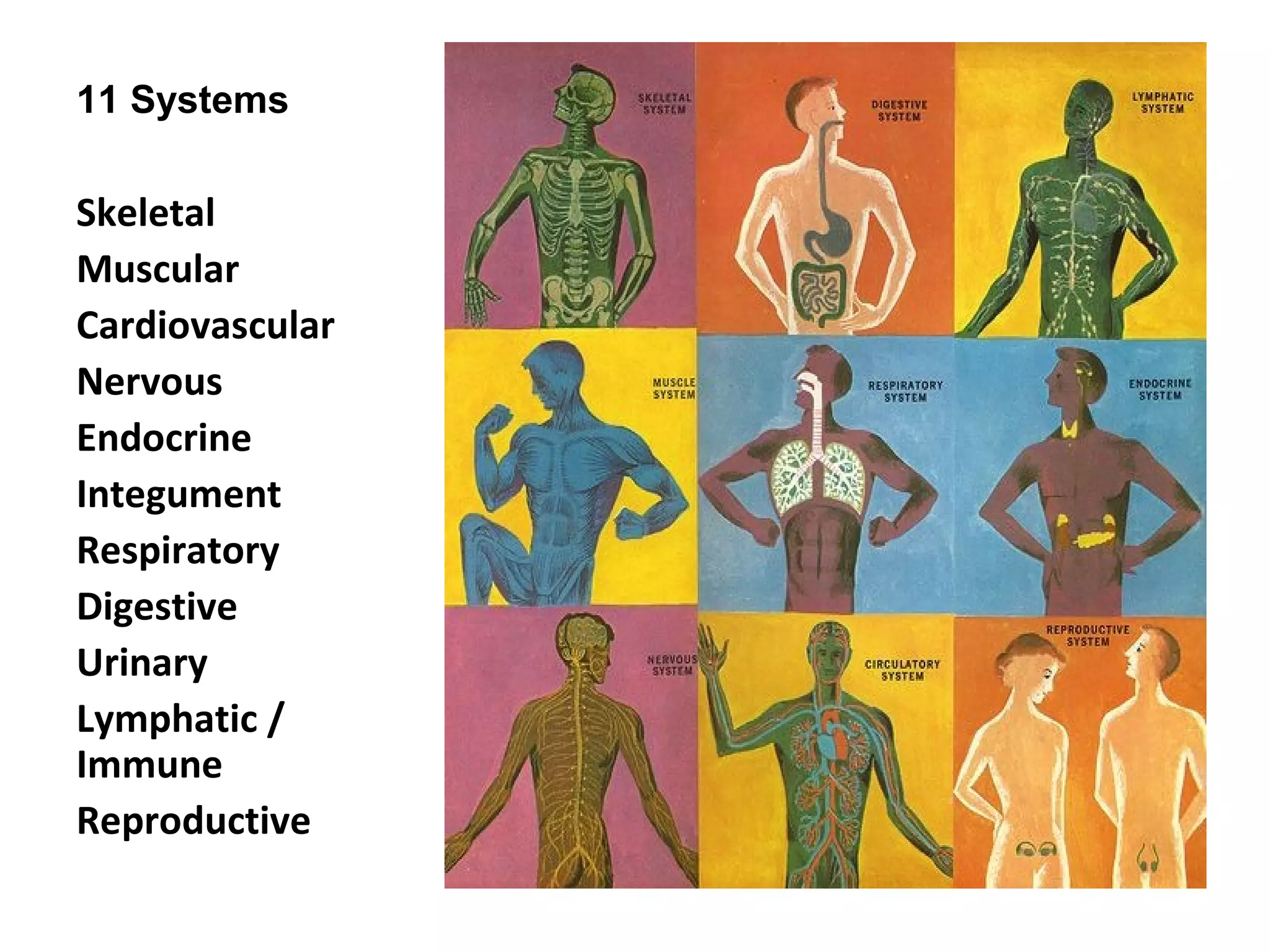 Lecture 1 introduction to human body | PPT