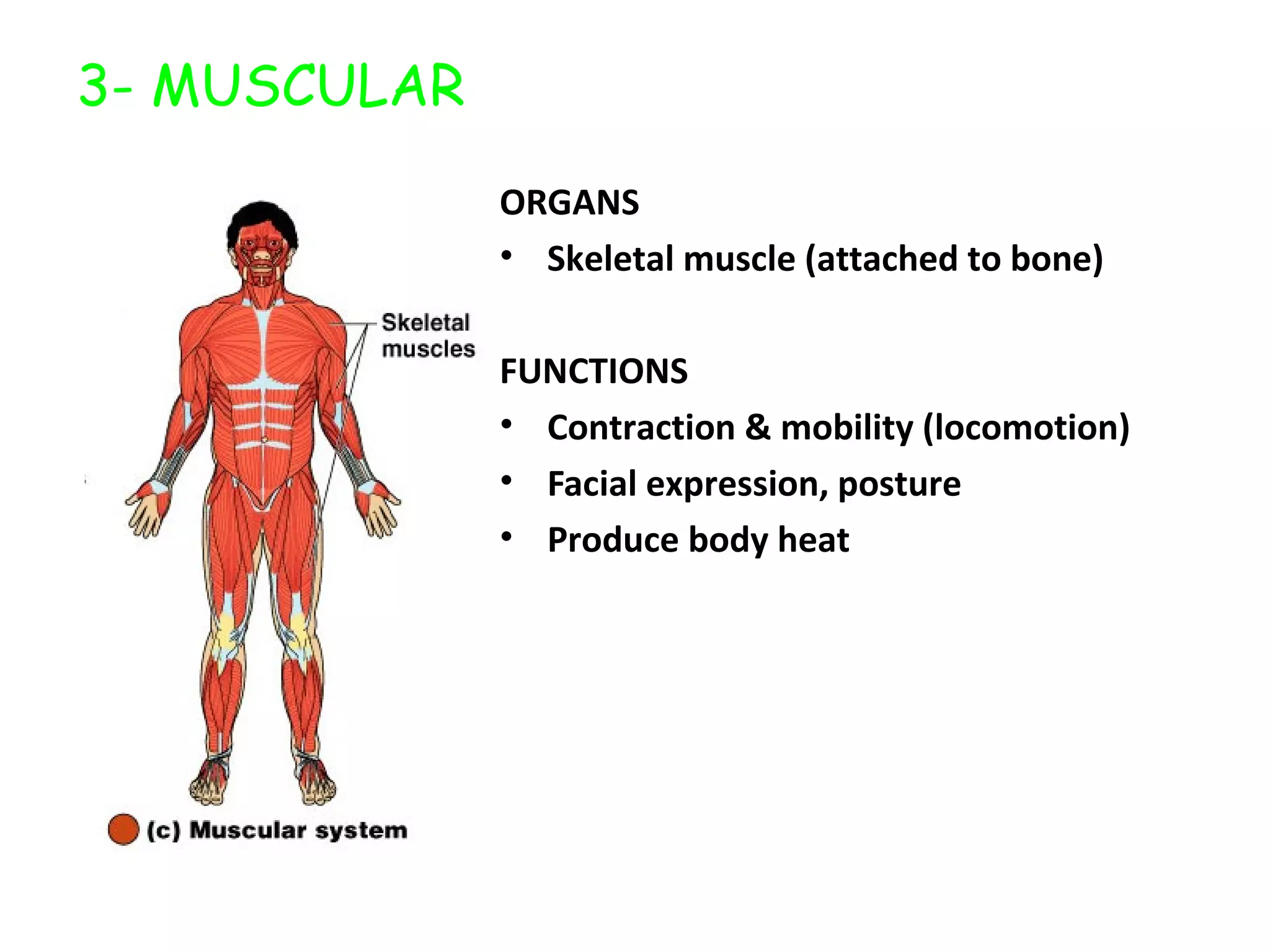 Lecture 1 introduction to human body | PPT | Free Download