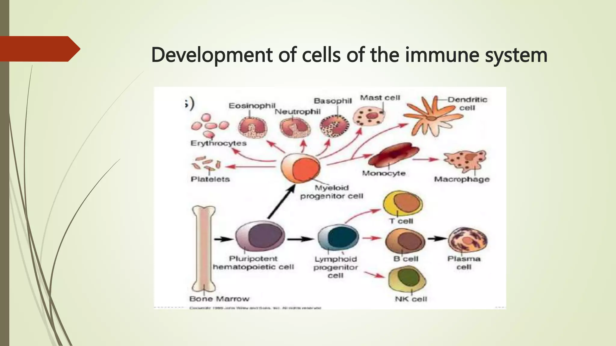 Lecture 1 Introduction To Immunology Pptx Infectious Diseases