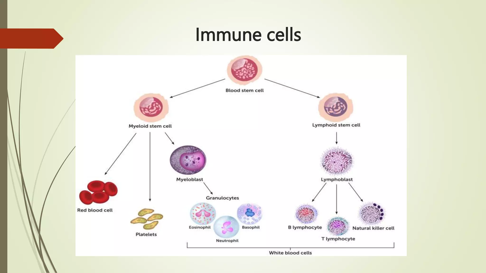 Lecture 1( Introduction to immunology).pptx