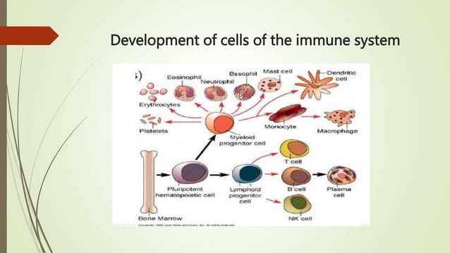 Lecture 1( Introduction to immunology).pptx | Infectious Diseases | Diseases and Conditions