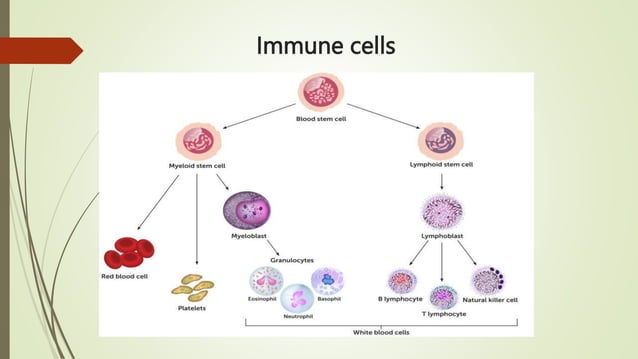 Lecture 1( Introduction to immunology).pptx | Infectious Diseases | Diseases and Conditions