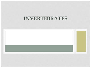 Lecture_1_Introduction_to_invertebrates_presentation.pptx