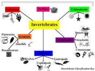 Lecture_1_Introduction_to_invertebrates_presentation.pptx