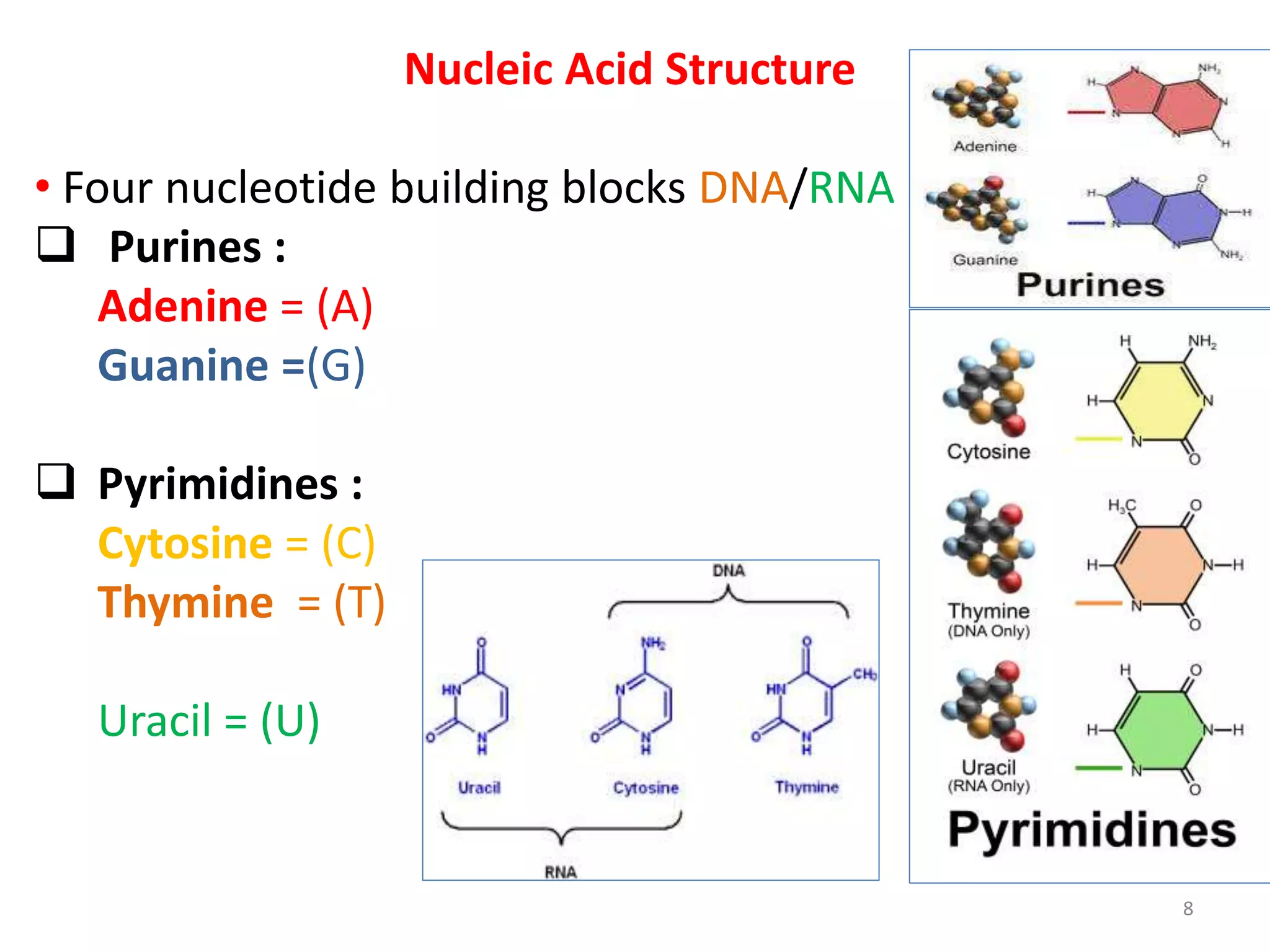Lecture 1 introduction to nucleic acid,sims 443, 2021 | PPTX