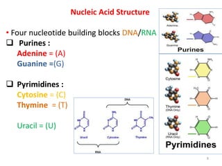 Lecture 1 introduction to nucleic acid,sims 443, 2021 | PPT