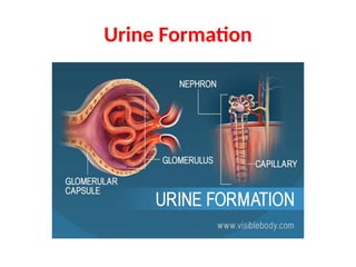 LECTURE 1 (Introduction to Urinalysis).pptx