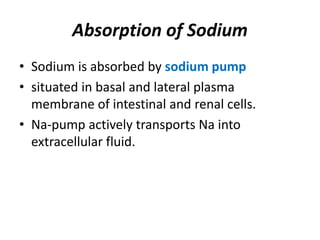 LECTURE 1 intro,sodium,potassium.pptx