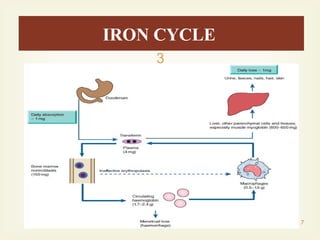 Lecture 1 Iron metabolasem and iron deficiency anemia .pptx