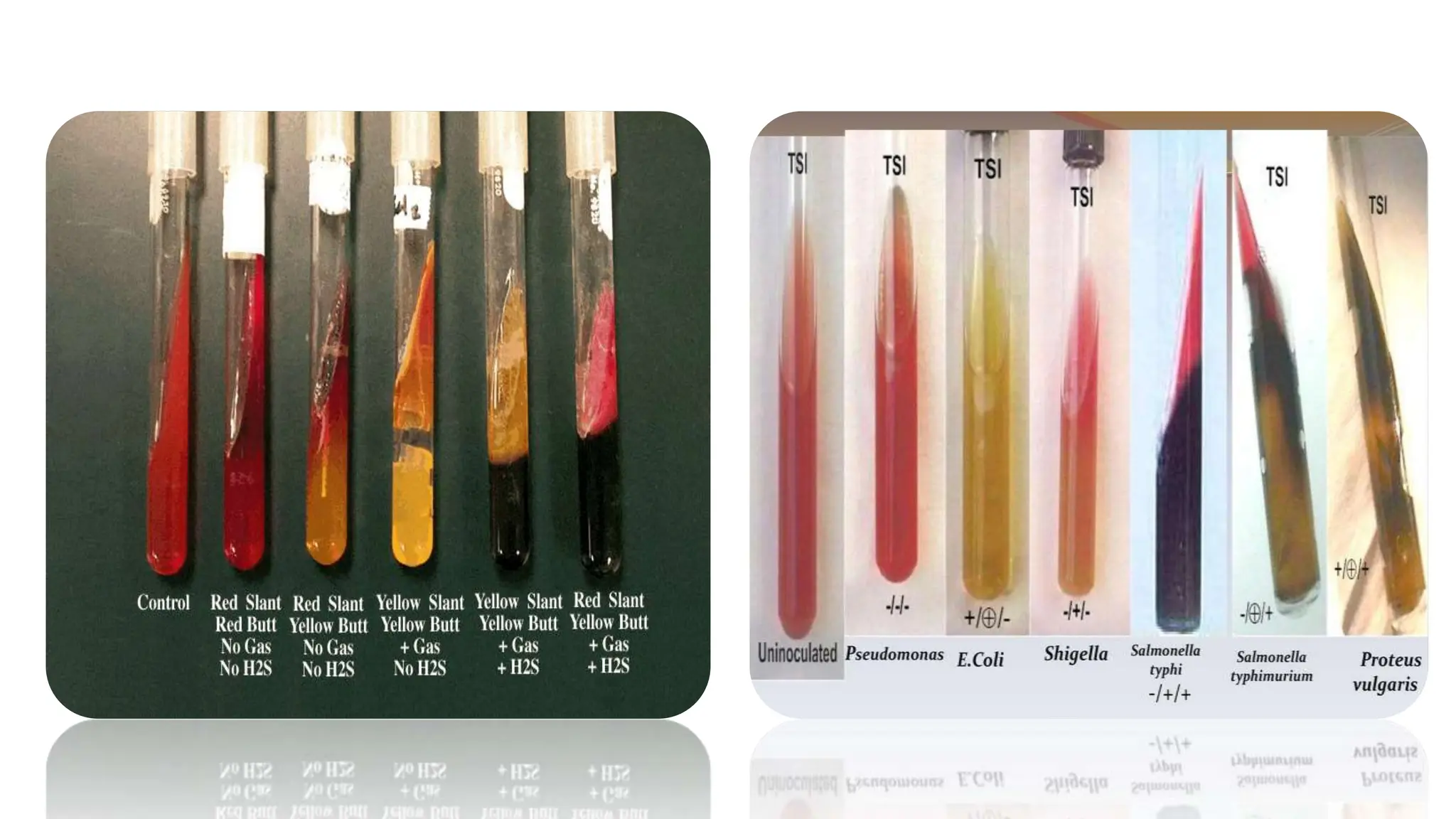 Basic microbiology laboratory tests.pptx