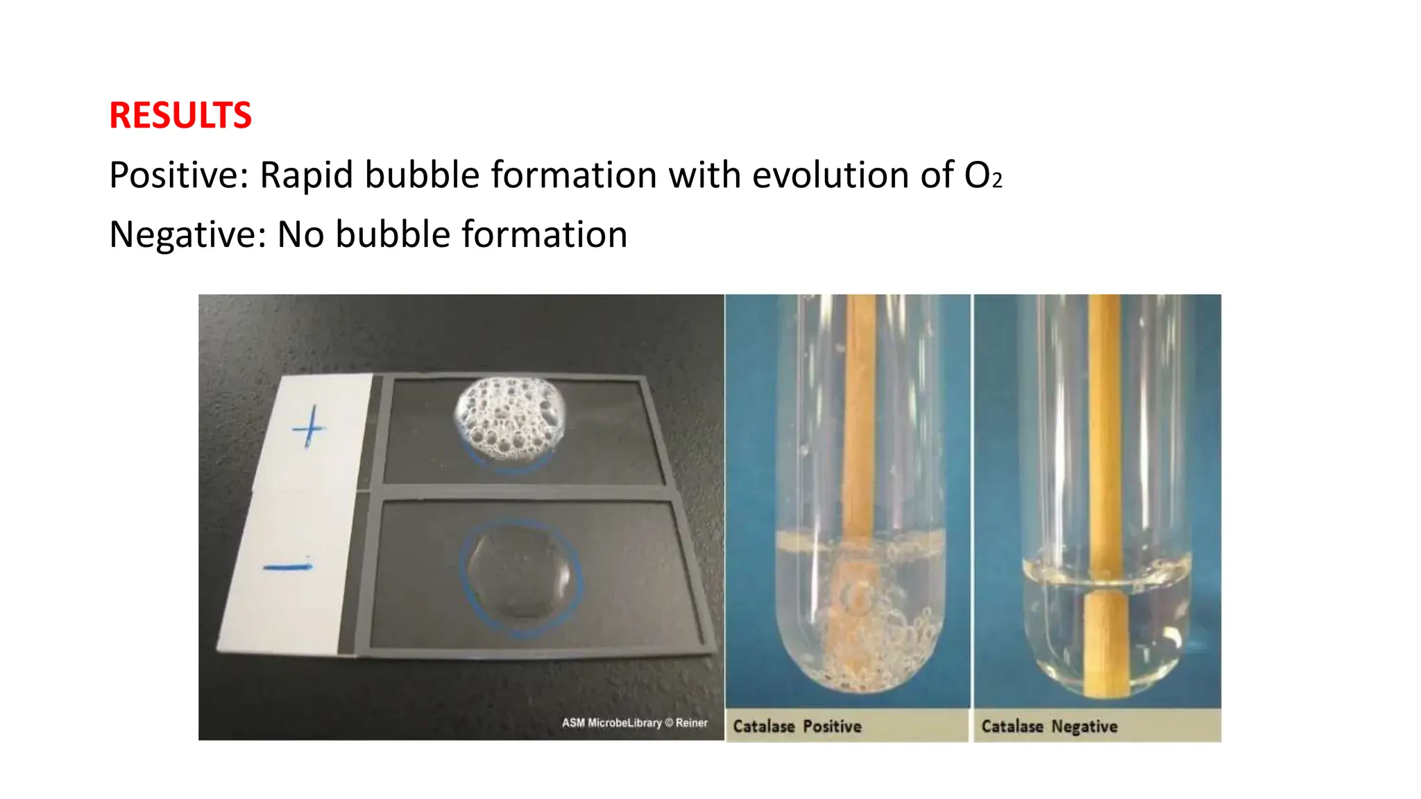 Basic microbiology laboratory tests.pptx | Free Download