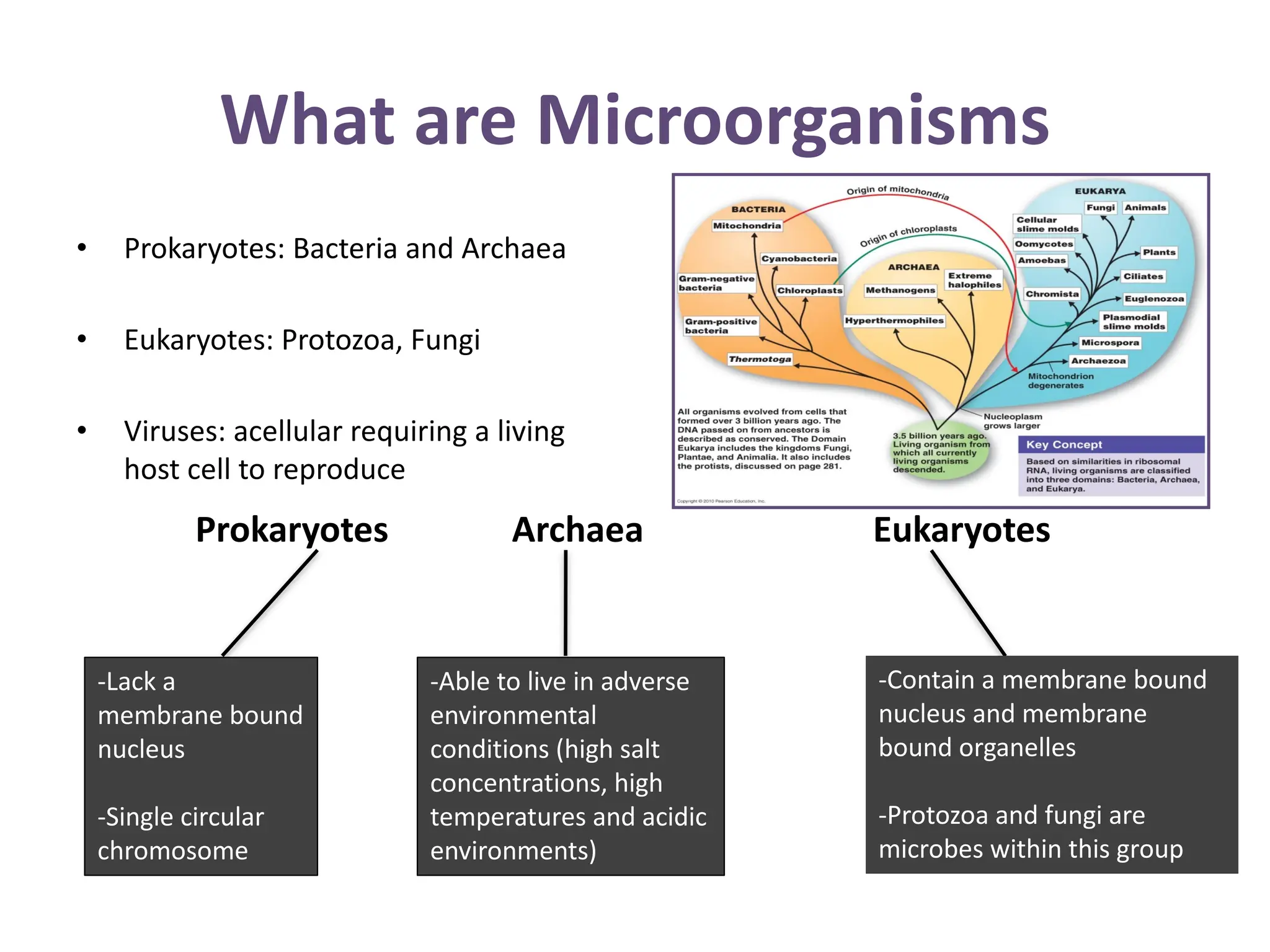 Lecture 1 Micro biology.pdf on Lecture #1 Introduction to Microbiology ...