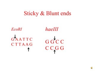 Lecture 1 molecular tech. RDT By Dr Vishnu Kumar Professor ...